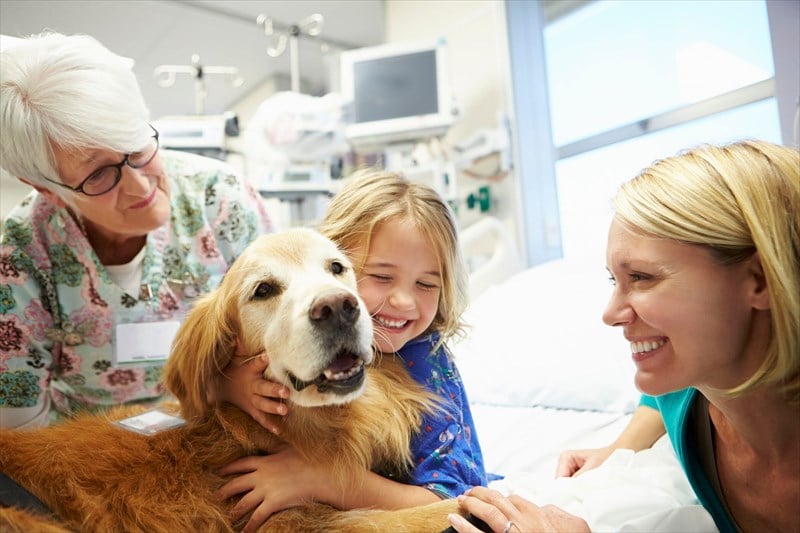 How Therapy and Service Animals Can Help Your Loved One | Console and ...